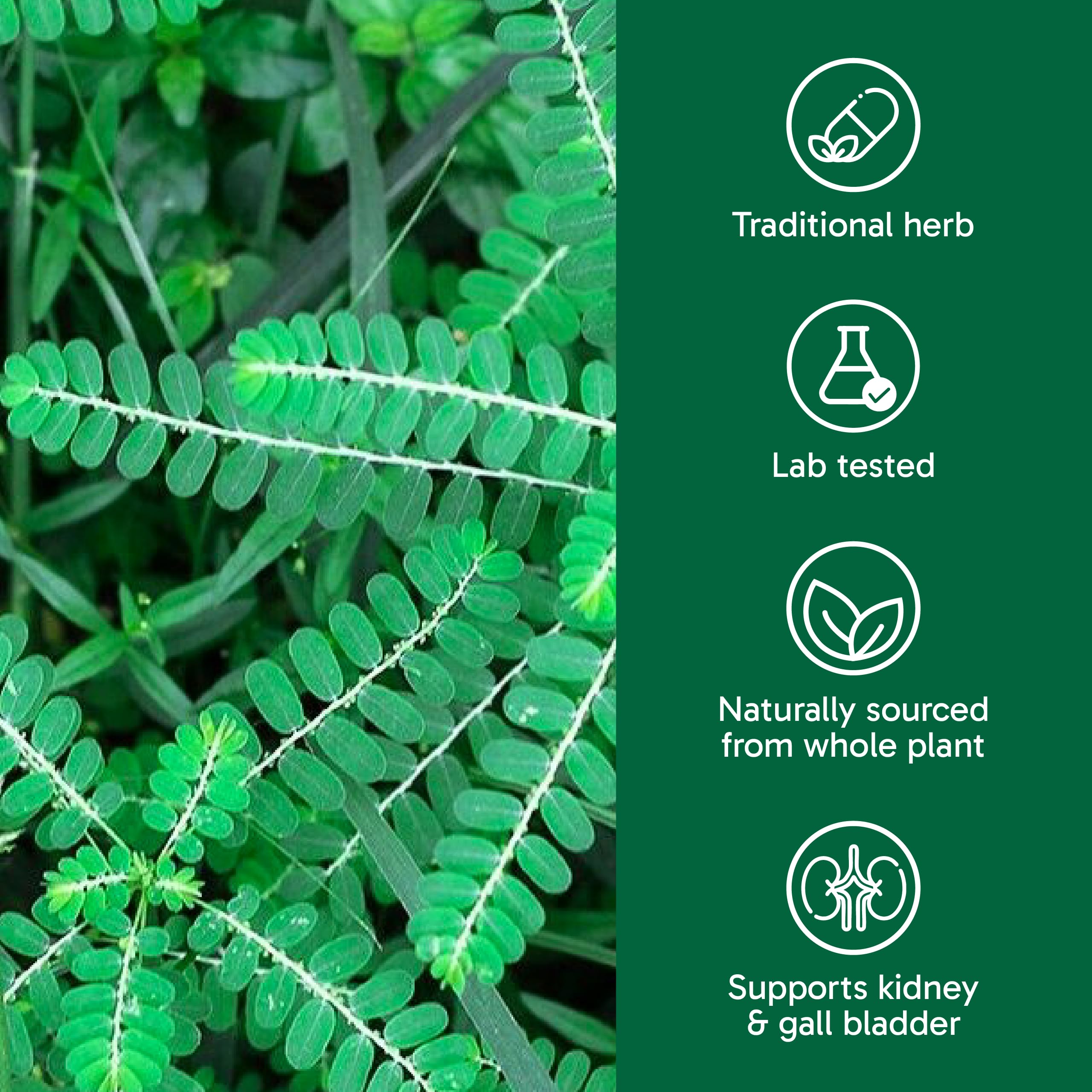 500mg Chanca Piedra capsules