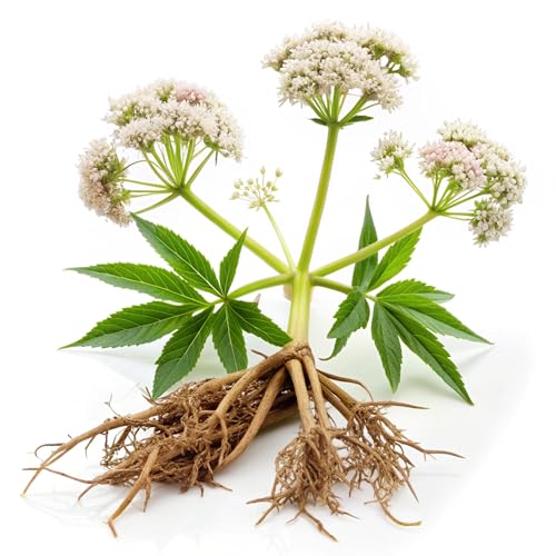 50g valerian extract for herbal remedies