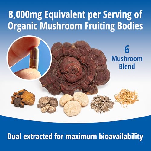 6 mushroom extract for enhanced focus
