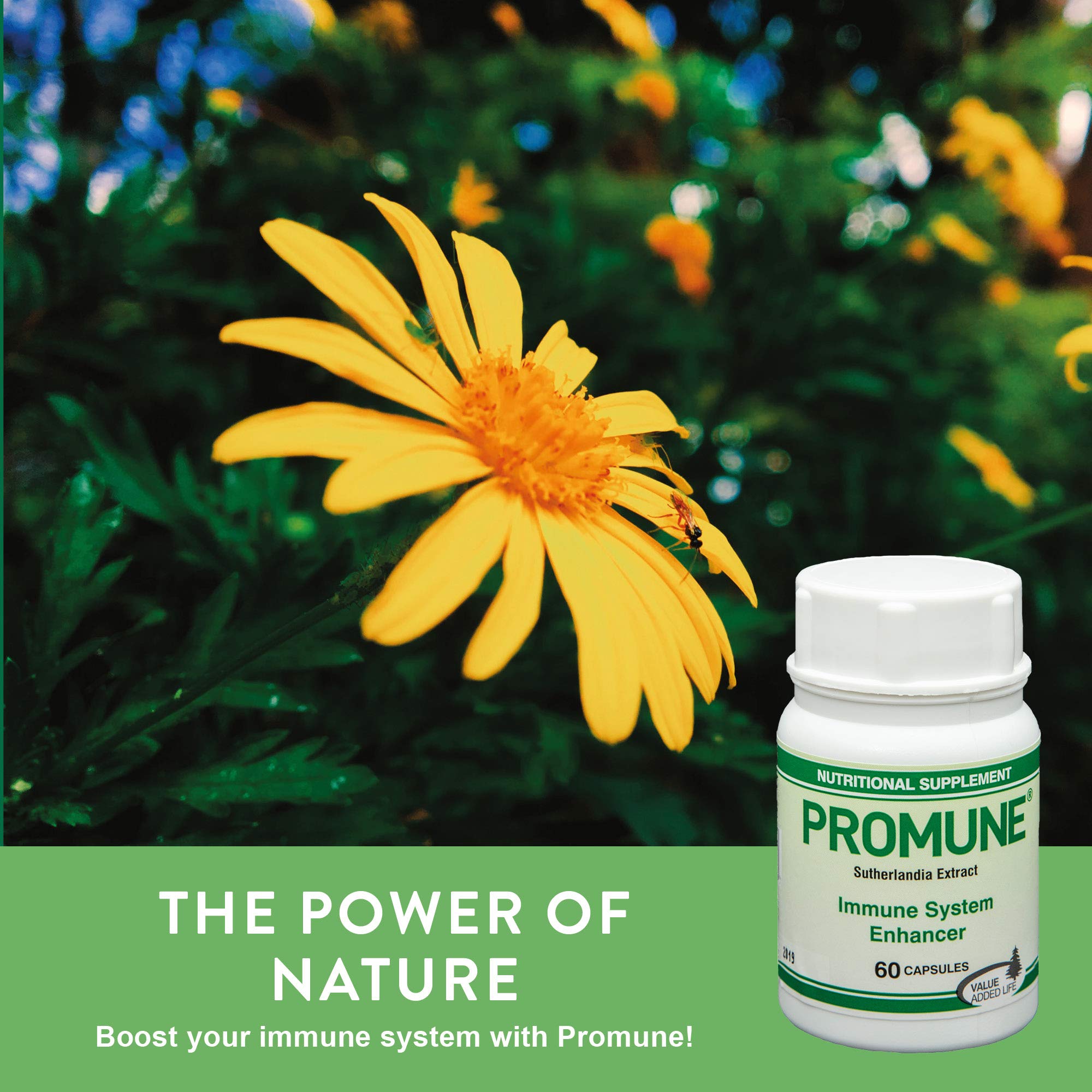 60 capsules for long-lasting support