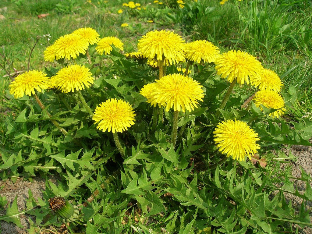 60 capsules of dandelion root extract