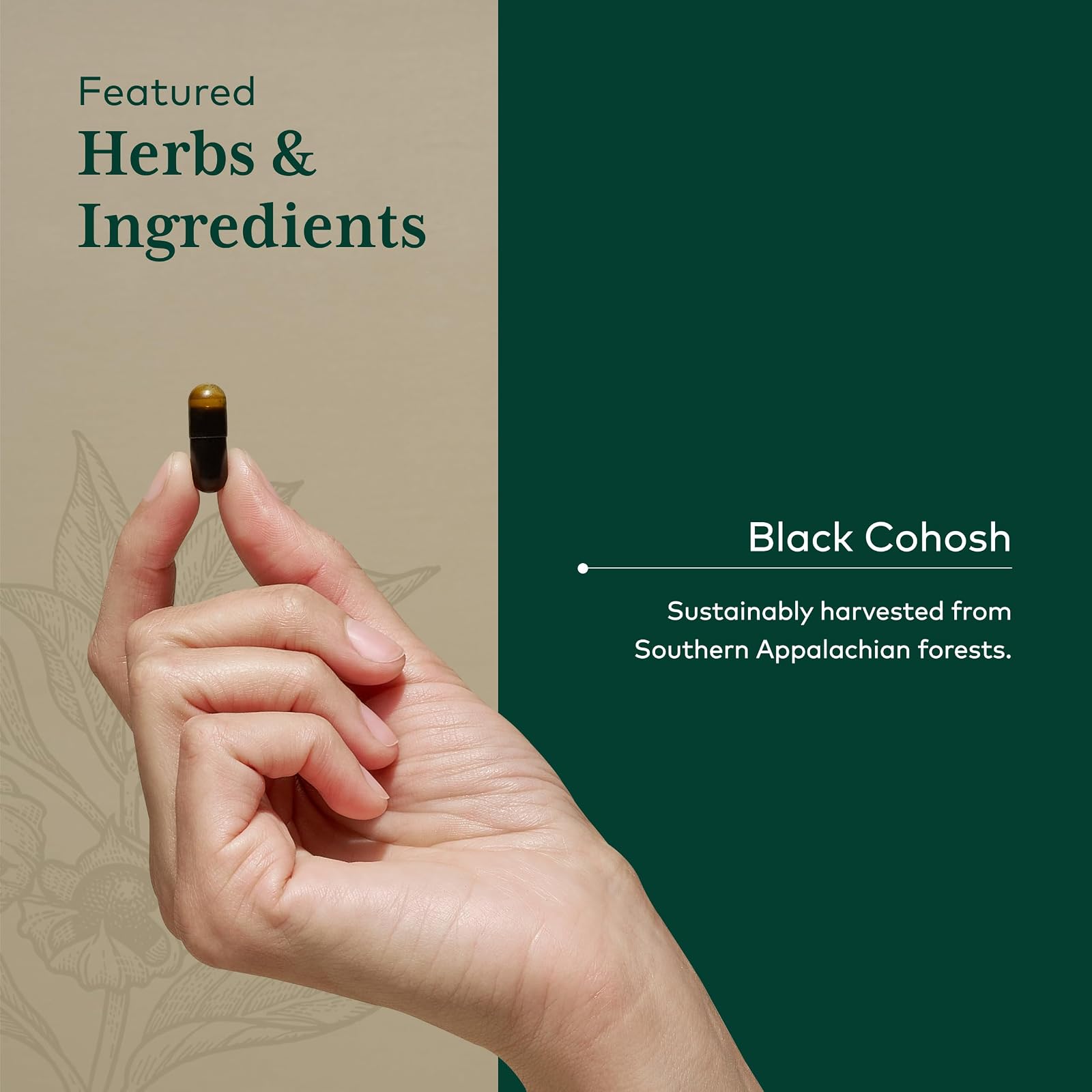 60 capsules of GAIA HERBS Black Cohosh extract