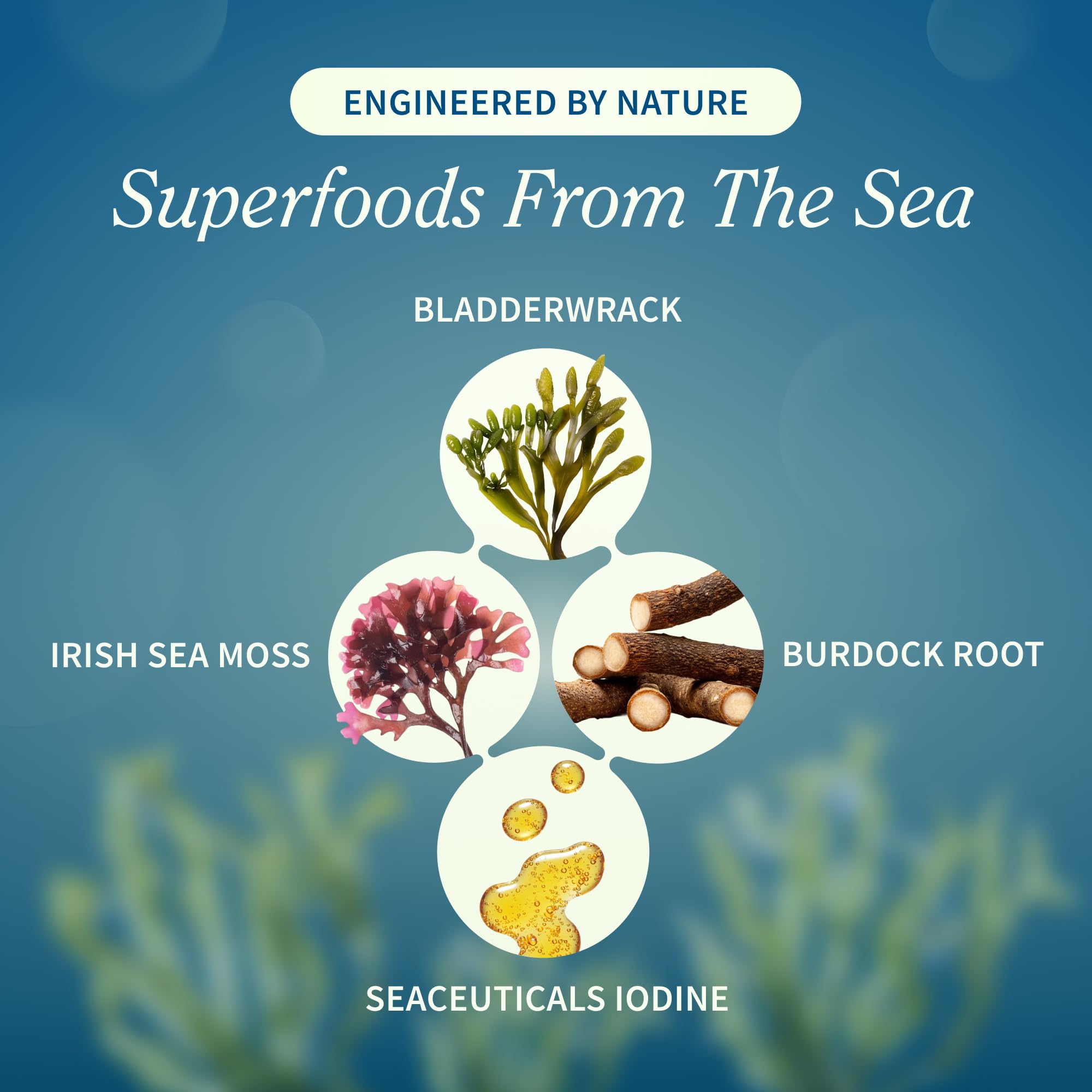 60 capsules of iodine-rich sea moss