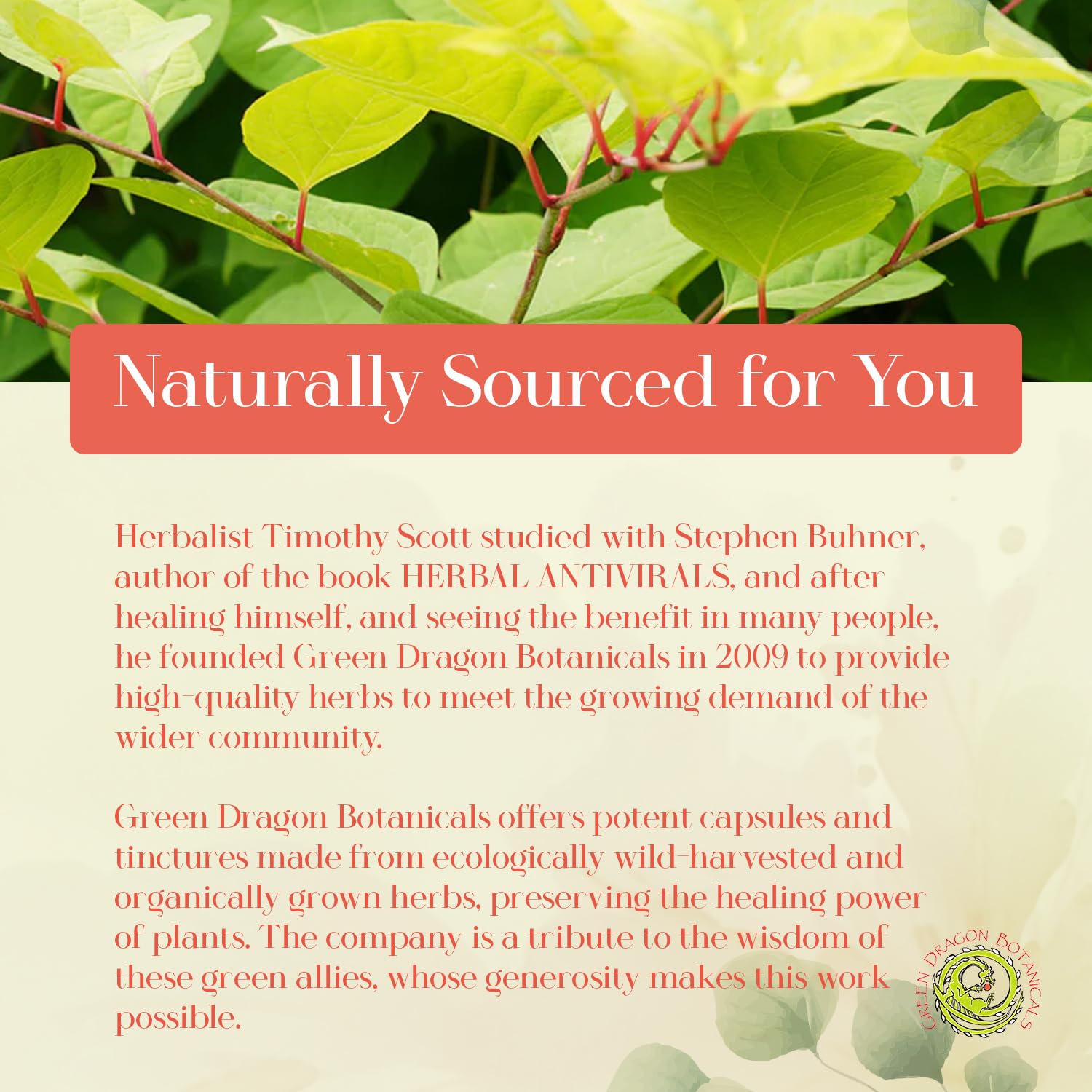 60 capsules of mango leaf supplements