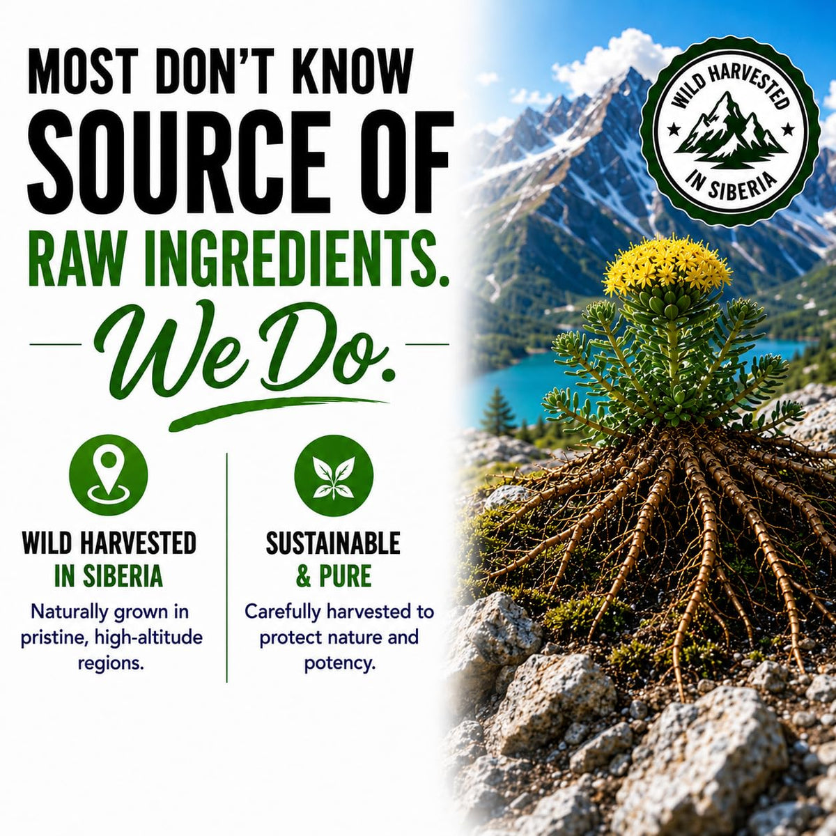 60 capsules of rhodiola extract
