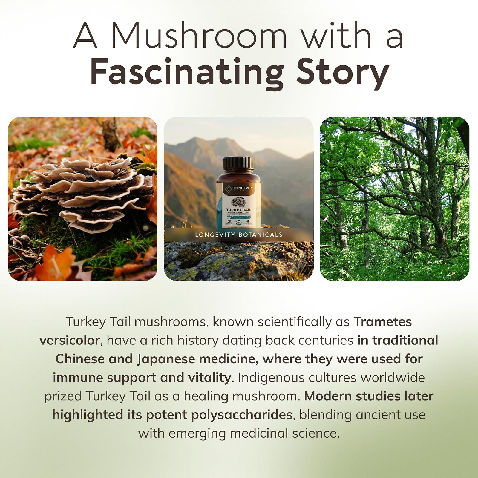 60 capsules of turkey tail extract