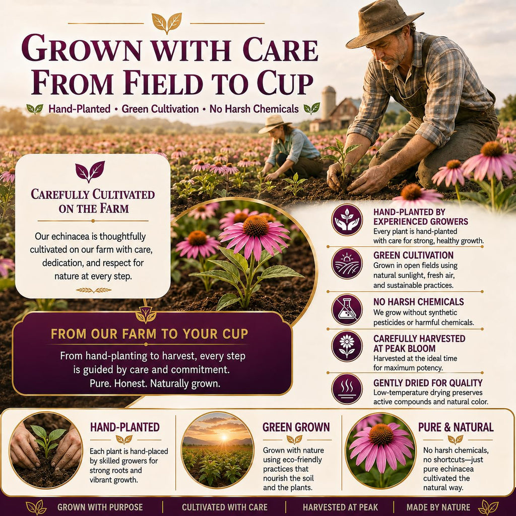 60 count Echinacea tea for energy