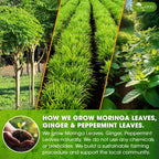 60 count Moringa tea bags pack