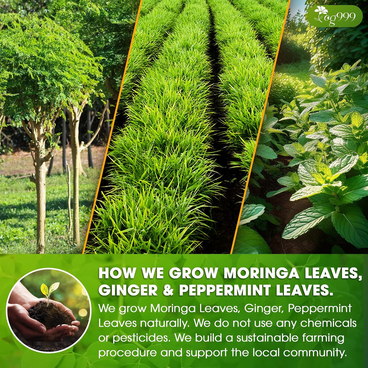 60 count Moringa tea bags pack