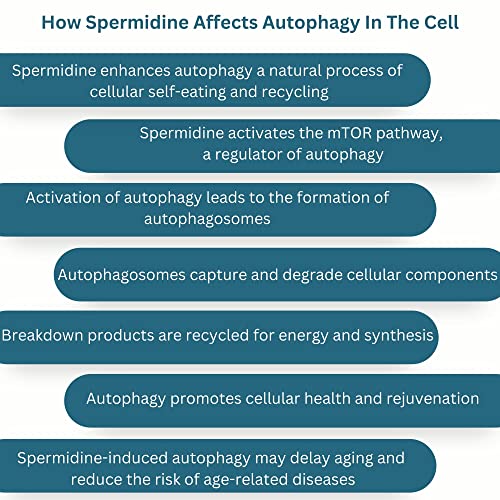 60 tablets of pure spermidine