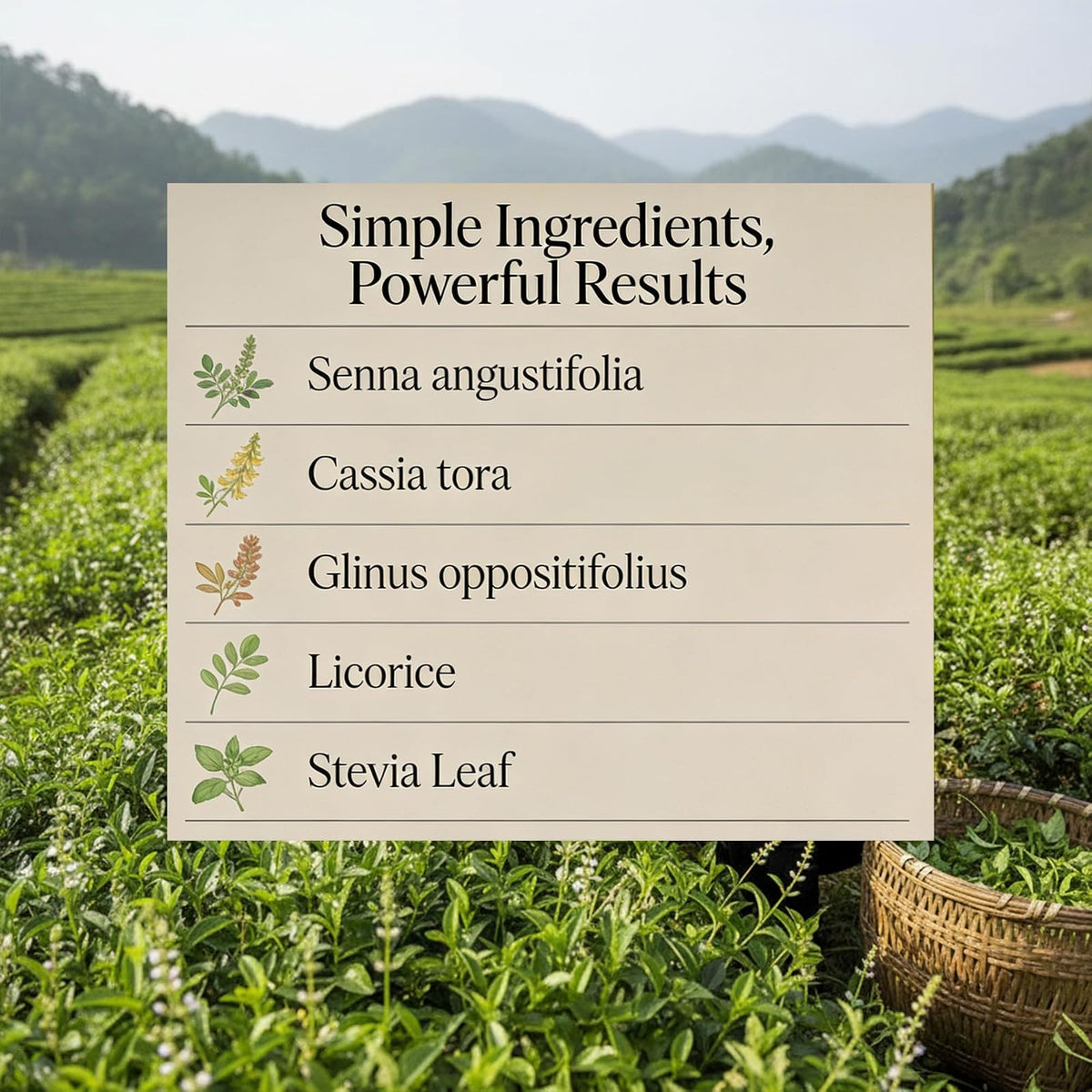 60 tea bags for daily use