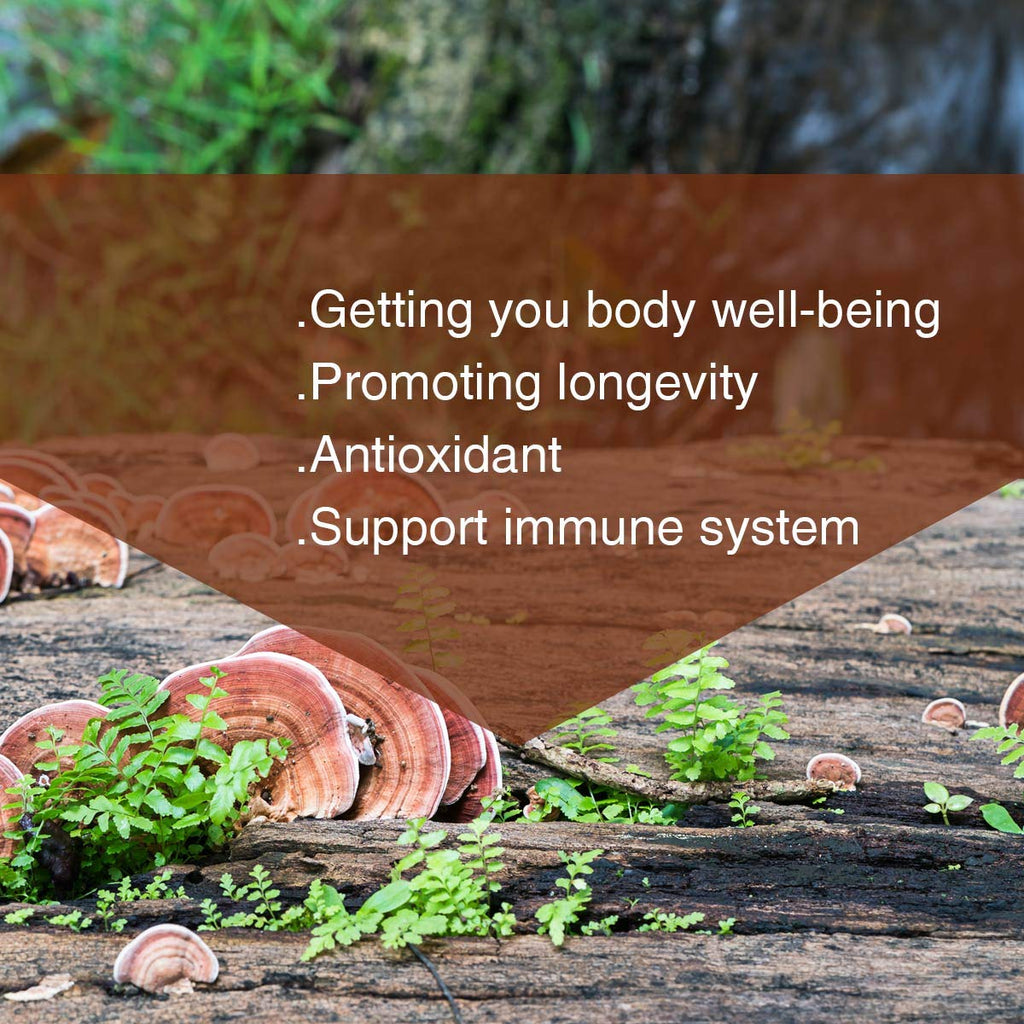 7 oz reishi mushroom powder for smoothies