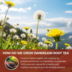 8.8 oz dandelion root infusion