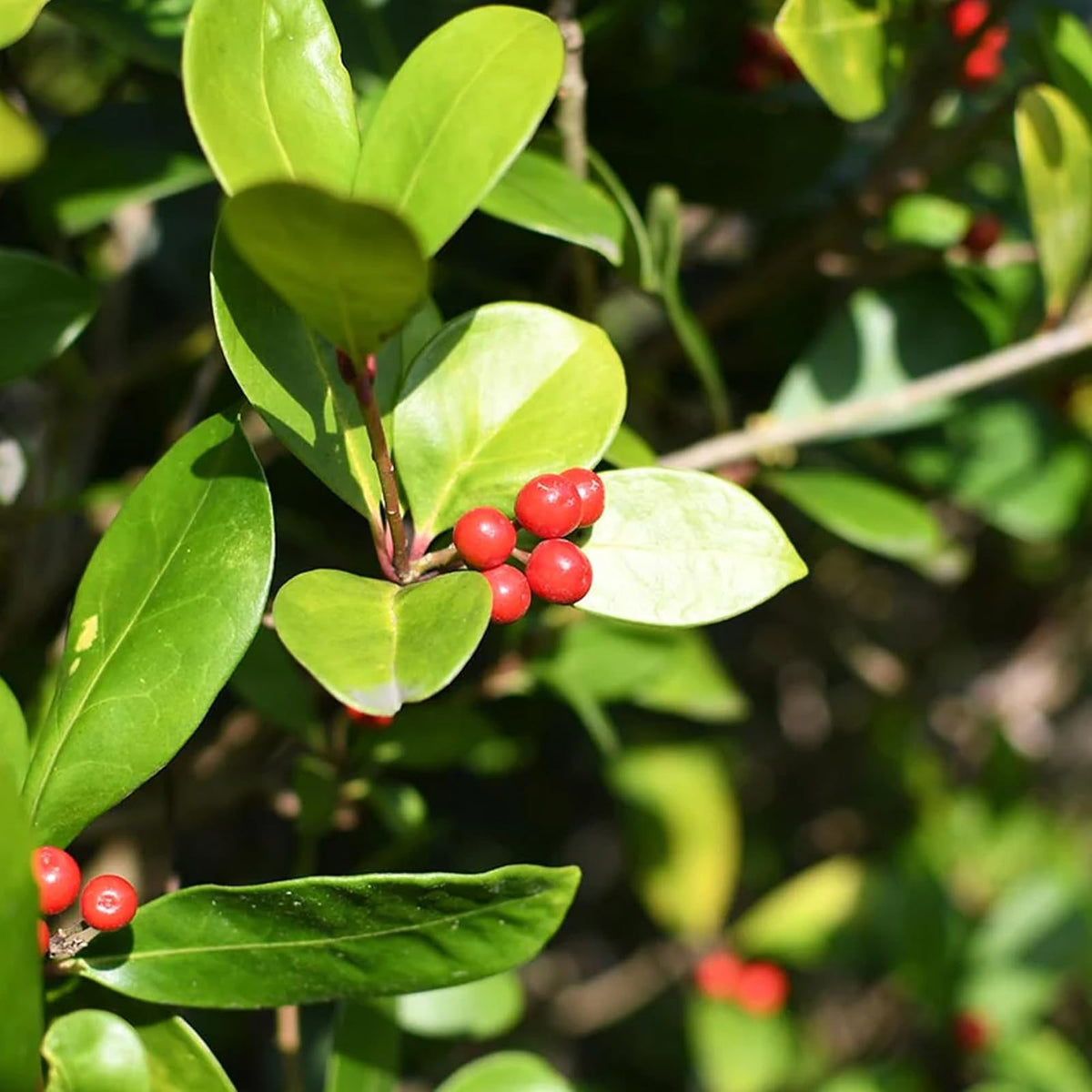8 ounces of bearberry tea