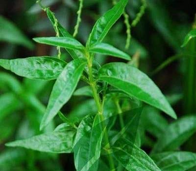 8 oz andrographis paniculata package