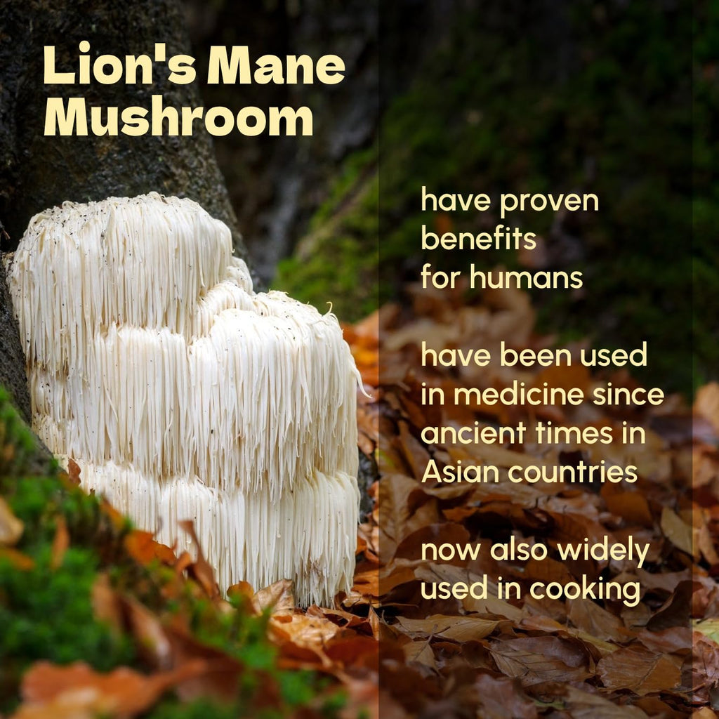 8 oz lion's mane for daily energy