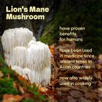 8 oz lion's mane for daily energy