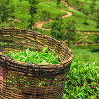 8 oz pack of Sencha green tea