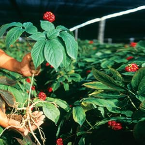 80 count ginseng tea for convenience