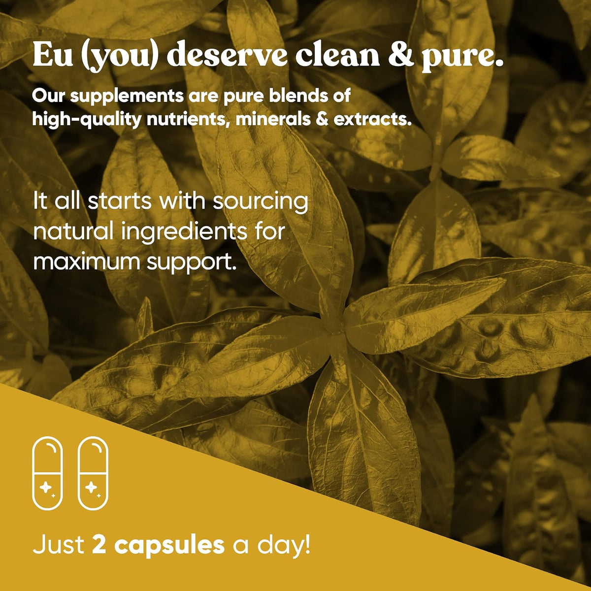 800 mg Andrographis for vitality