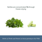 90 capsules of nettle extract