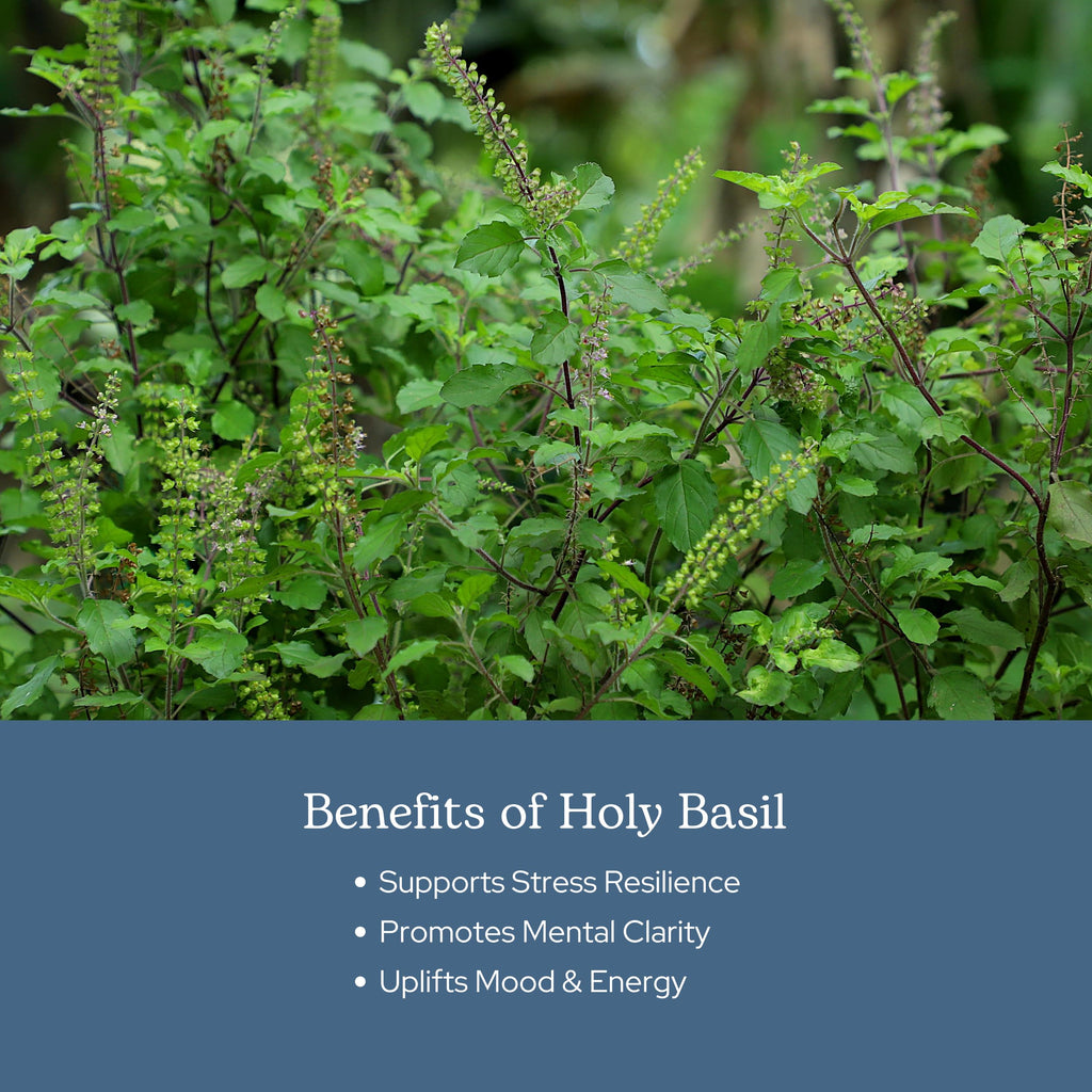 90 count holy basil capsules for convenience