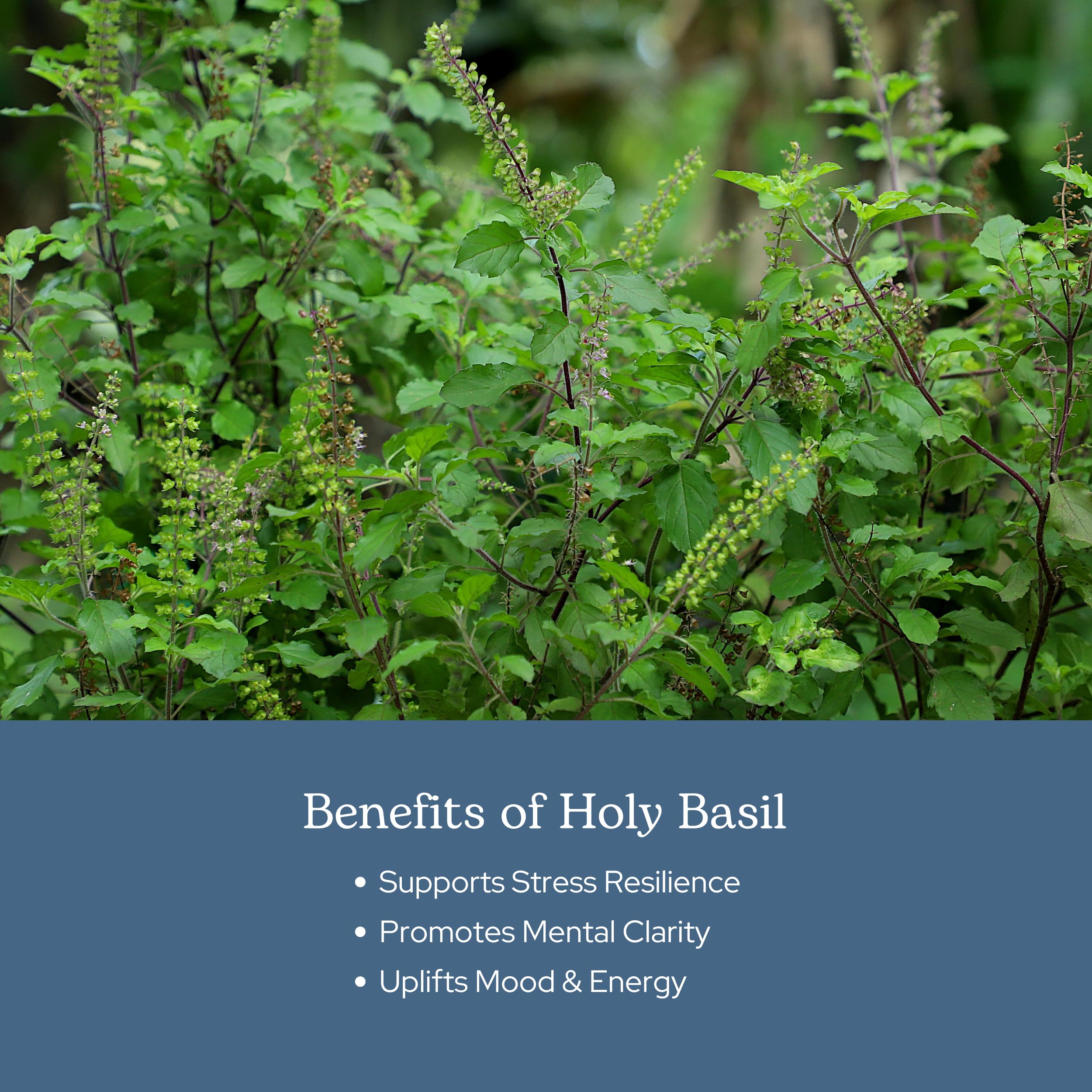 90 count holy basil capsules for convenience