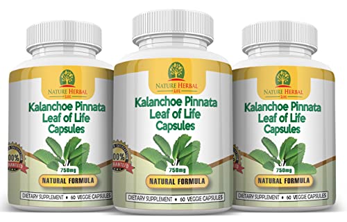 90-day supply of Kalanchoe Pinnata