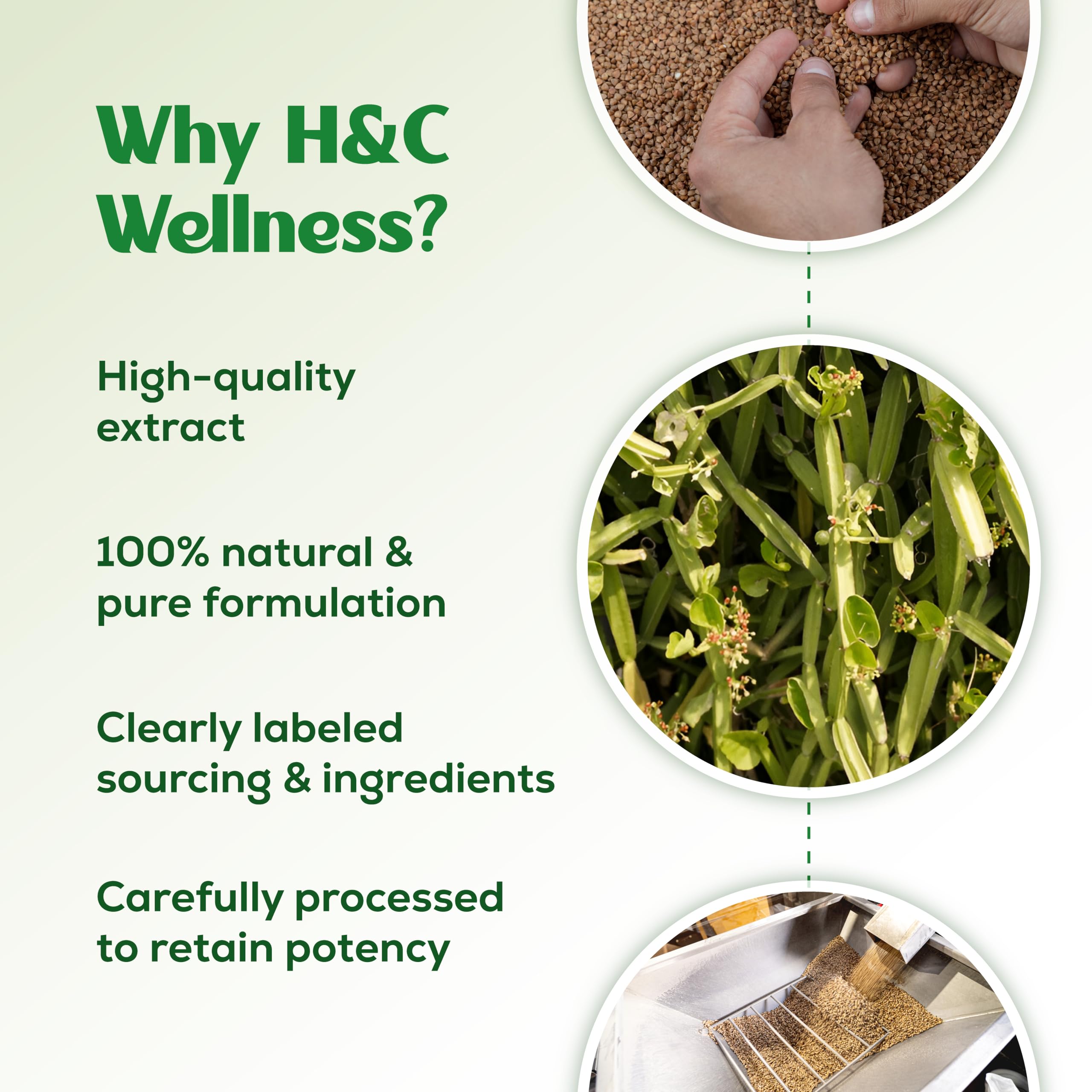 900mg cissus quadrangularis for daily vitality