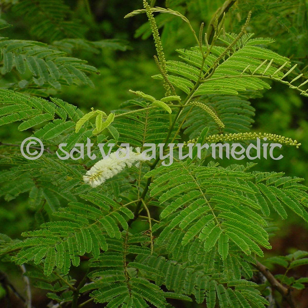 Acacia Catechu bark health boost
