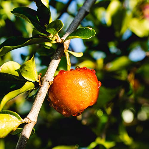 acerola cherry powder antioxidant properties