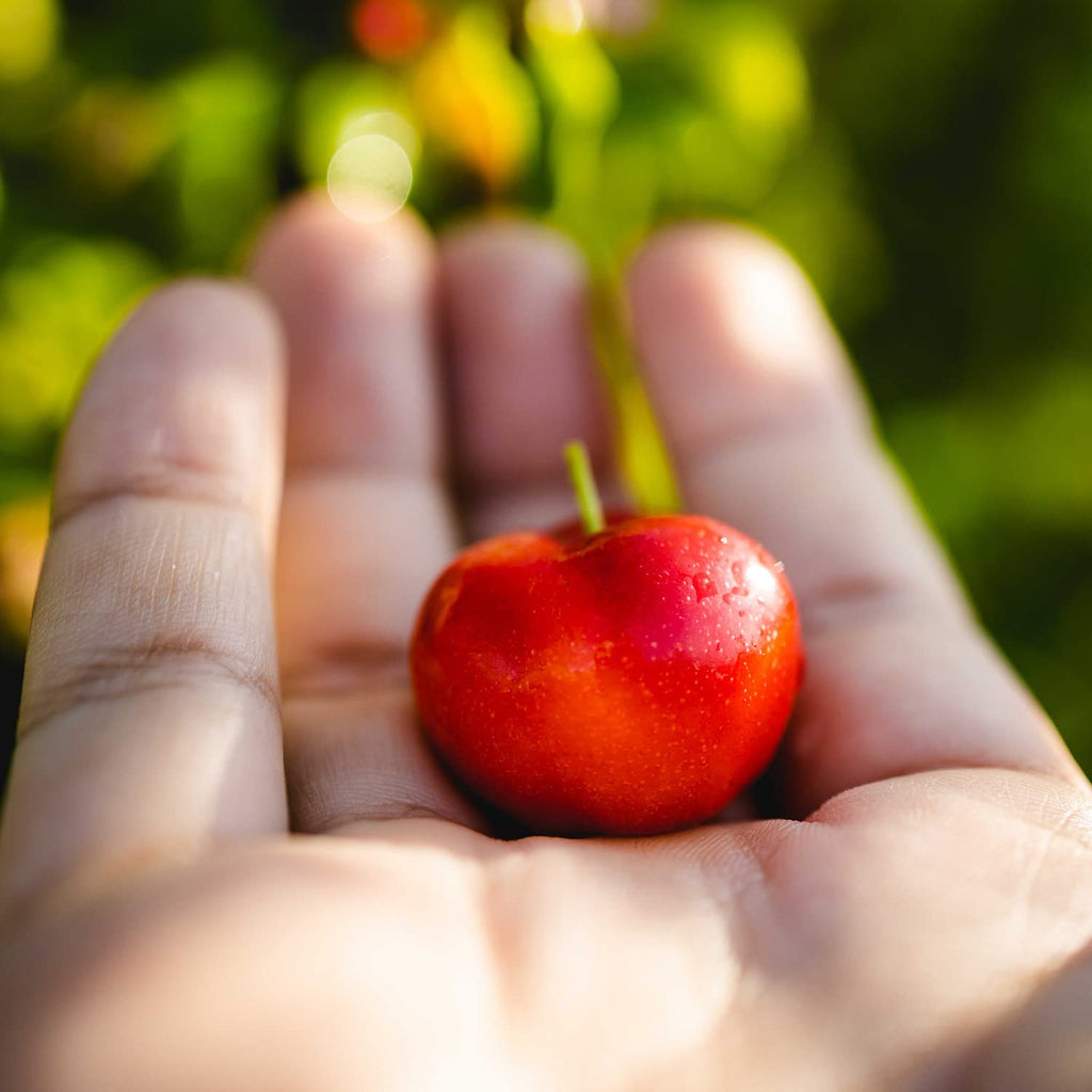 acerola cherry powder for energy