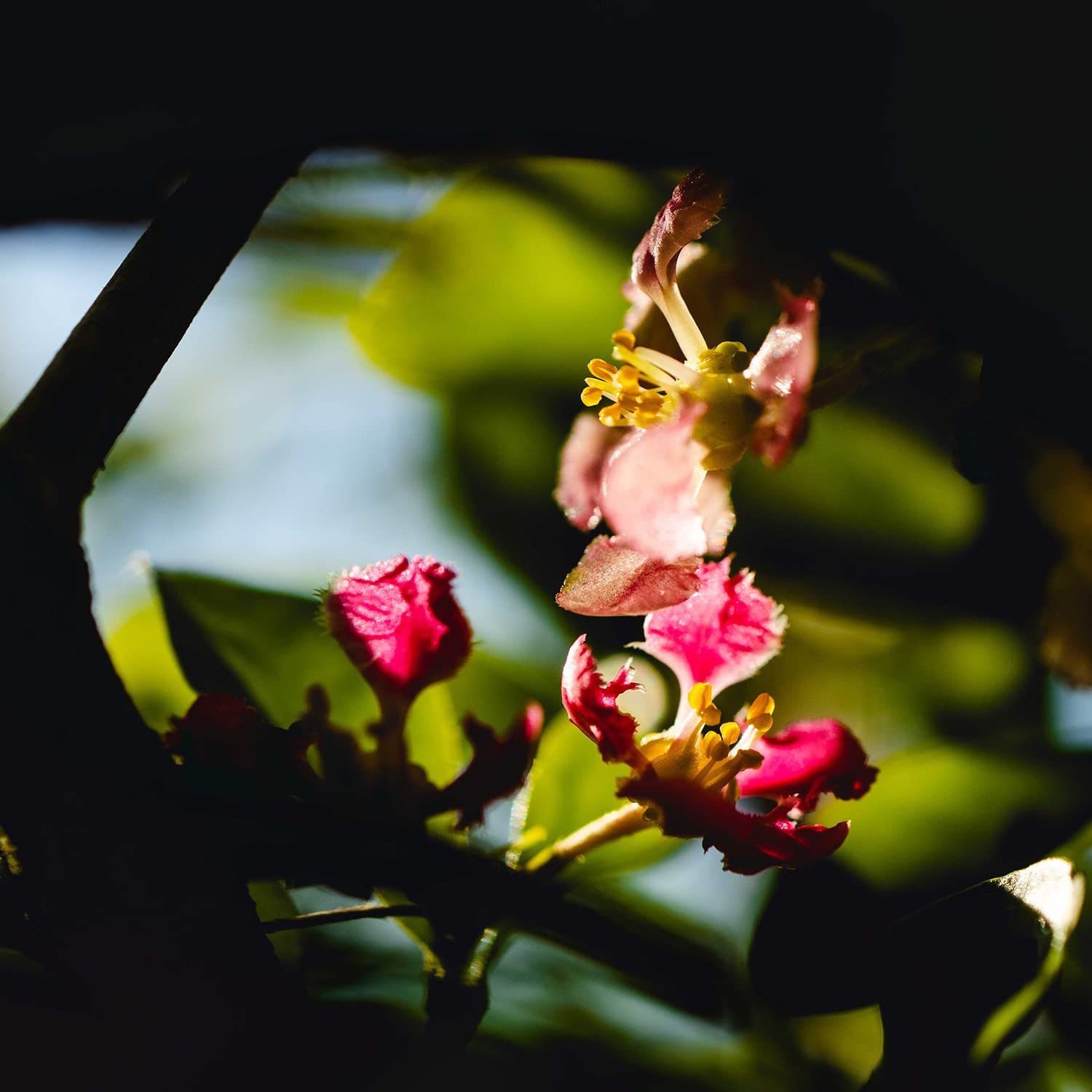 acerola powder for daily wellness