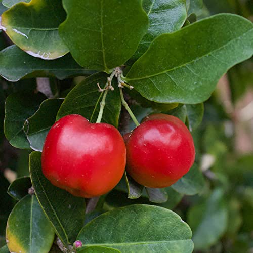 acerola powder in natural remedies