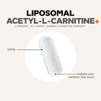 acetyl l-carnitine for brain health
