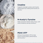 acetyl l-carnitine for endurance