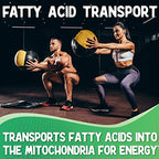 Acetyl L-Carnitine for fitness