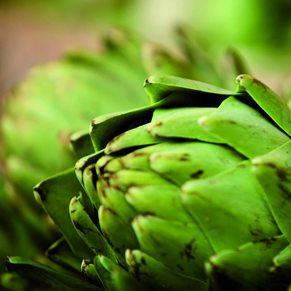 active liver support with milk thistle