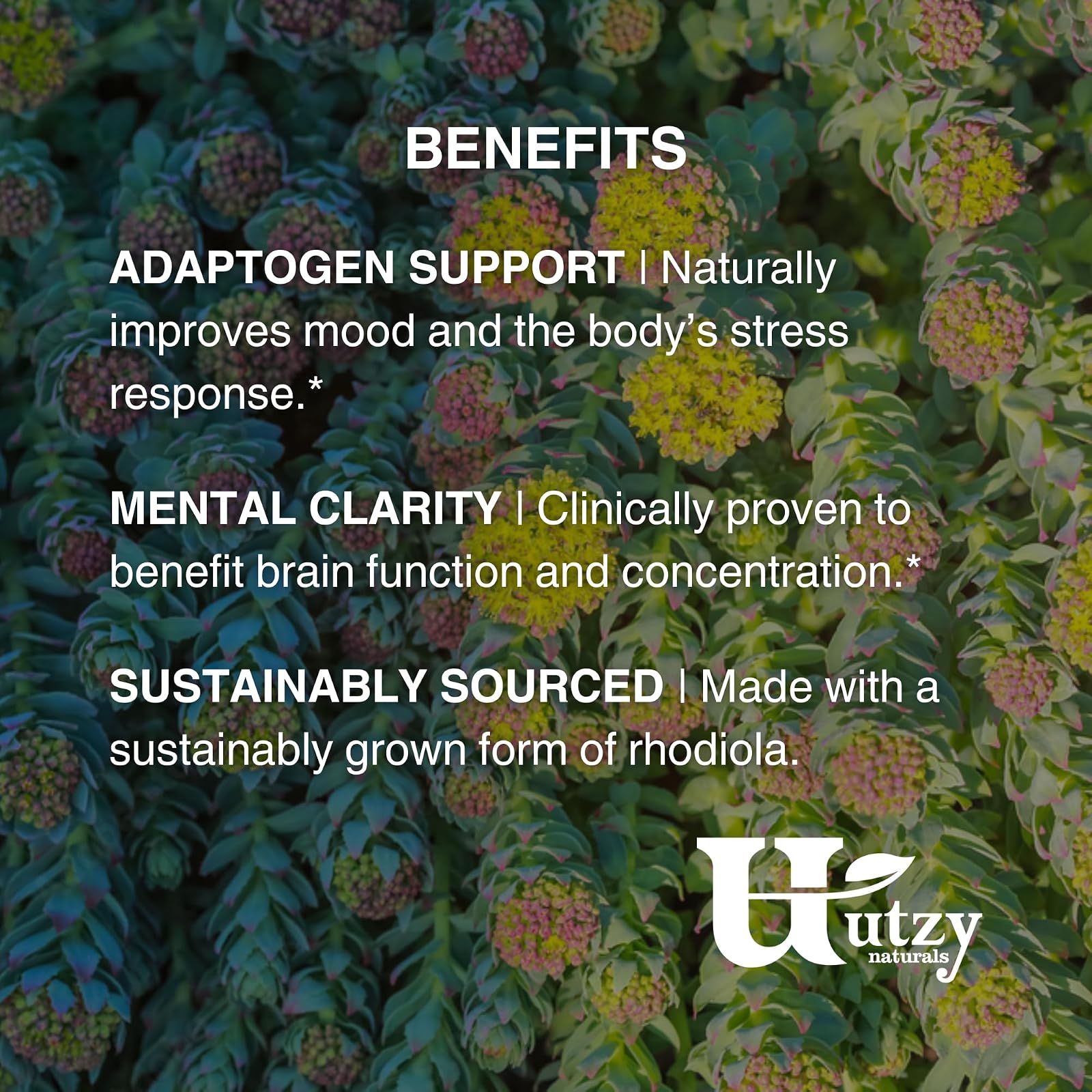 adaptogen for mental clarity Rhodiola