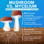 adaptogenic mushroom blend for vitality