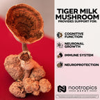 Adaptogenic mushrooms for stress relief