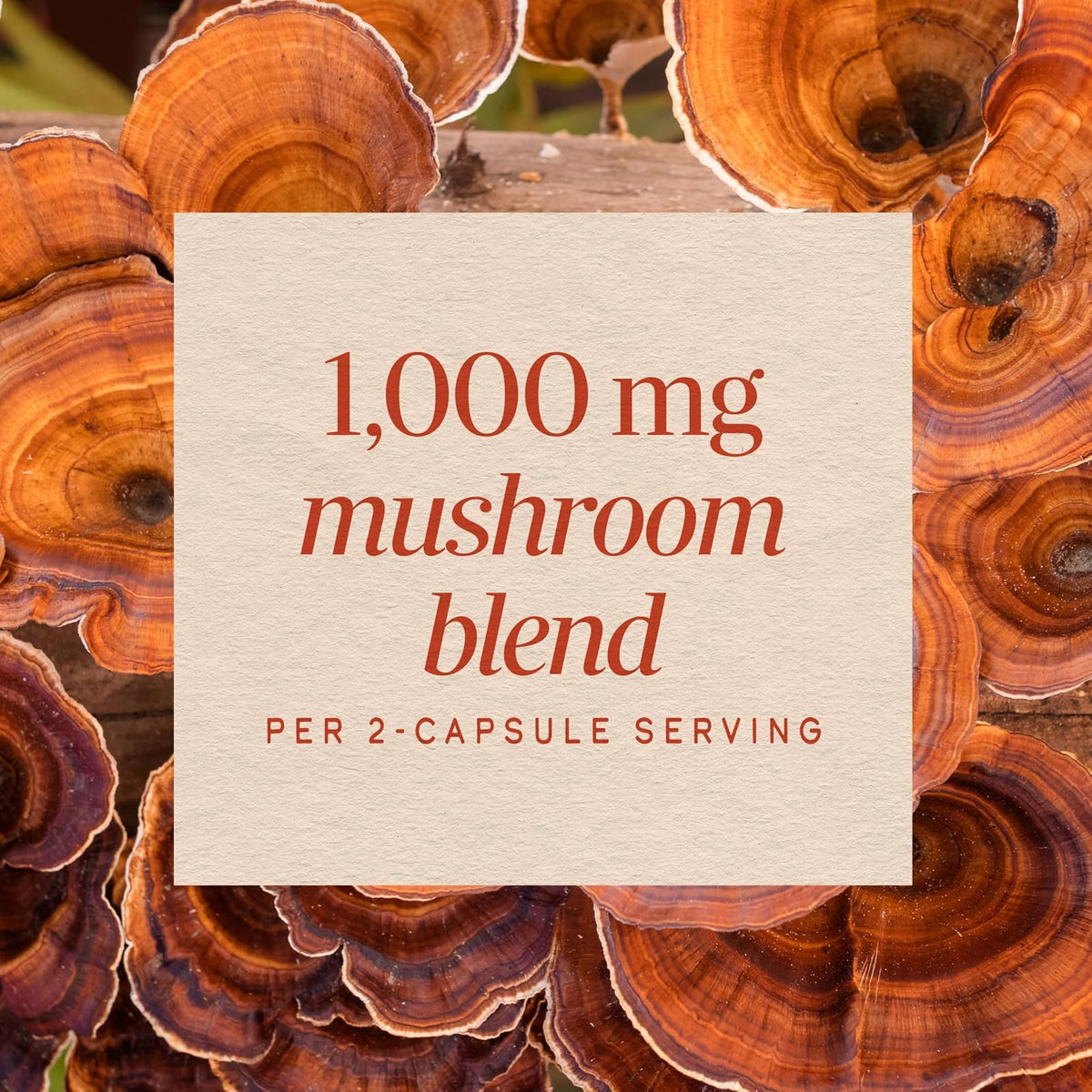 adaptogenic mushrooms for stress relief