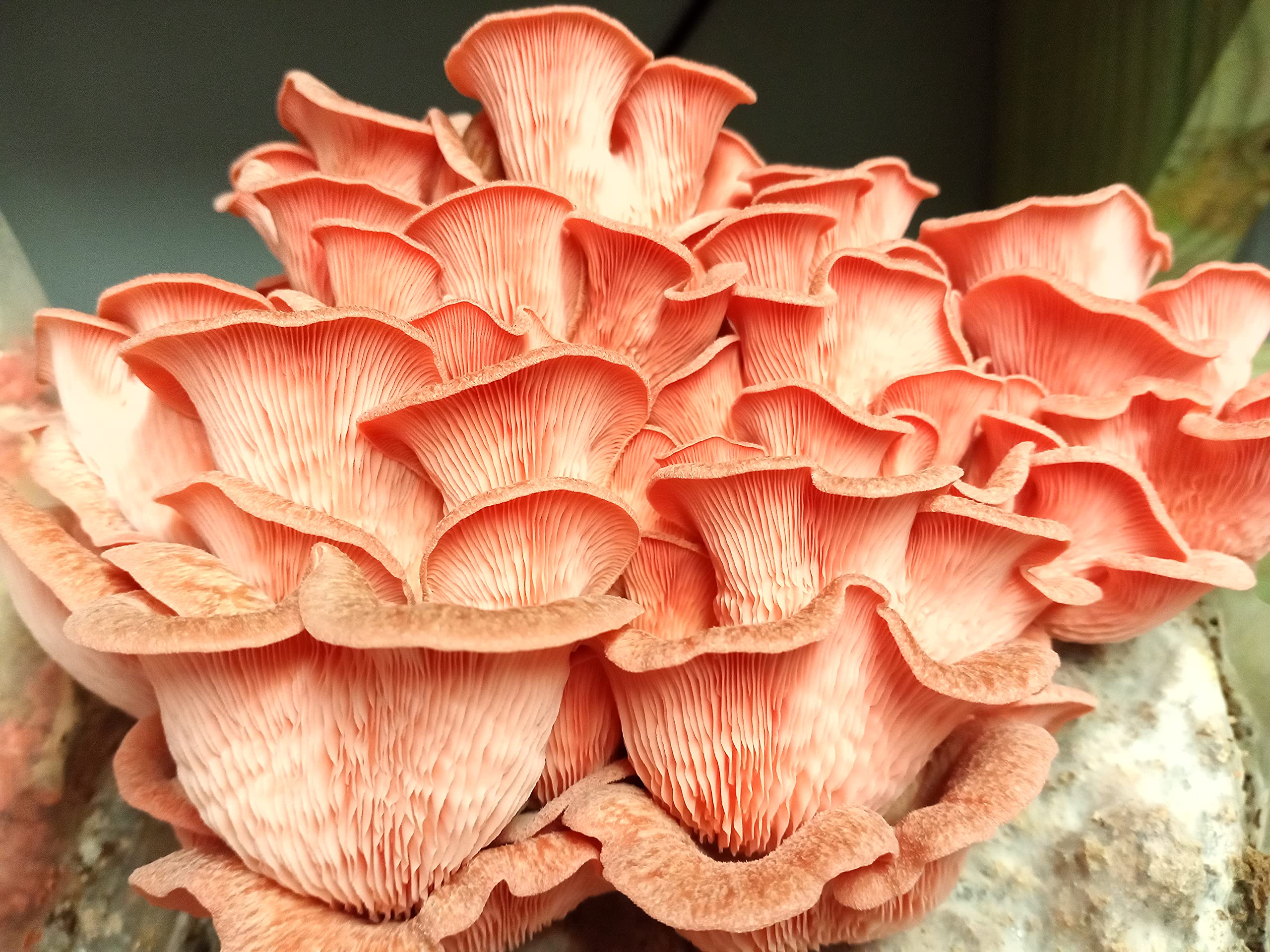 Agar cultivation with pink oyster mushrooms