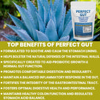 agave fiber for gut health