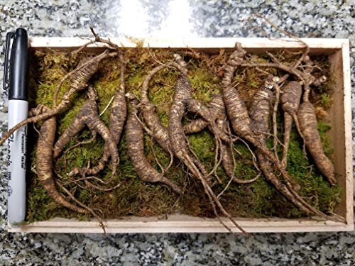 aged ginseng root for health benefits