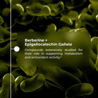 Akkermansia Muciniphila for digestion