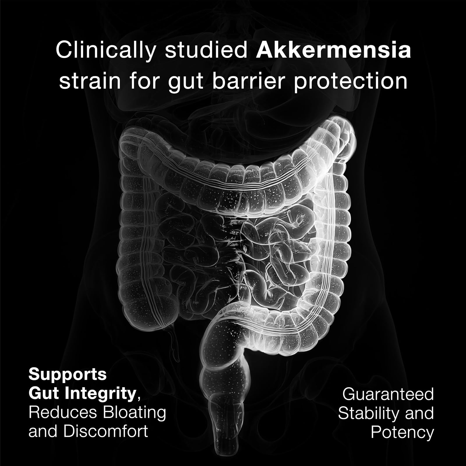 Akkermansia probiotics for digestion