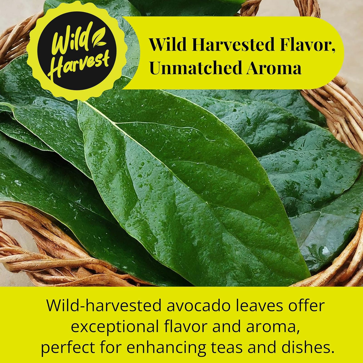 Akshit avocado leaves for health benefits
