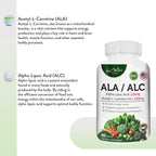 ALA/ALC 600 mg health benefits