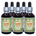alcohol-free echinacea liquid extract